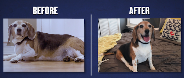 My Big Fat Pet Makeover is here to help pudgy pets - ScooperDude Pet ...