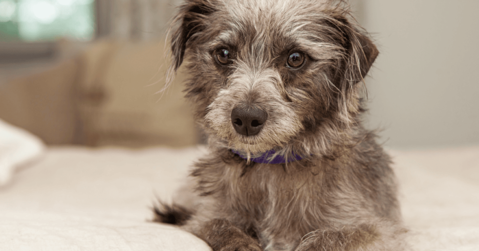 The Top Reasons Mixed Breed Dogs are So Popular - ScooperDude Pet Waste ...