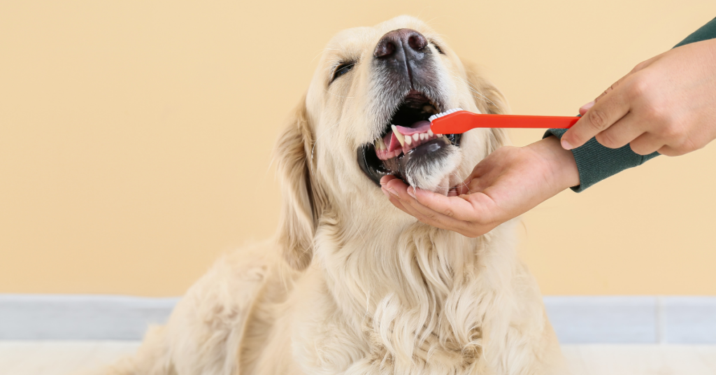 Biting Back Against Tooth Decay | Tips for Keeping Your Dog’s Teeth Healthy