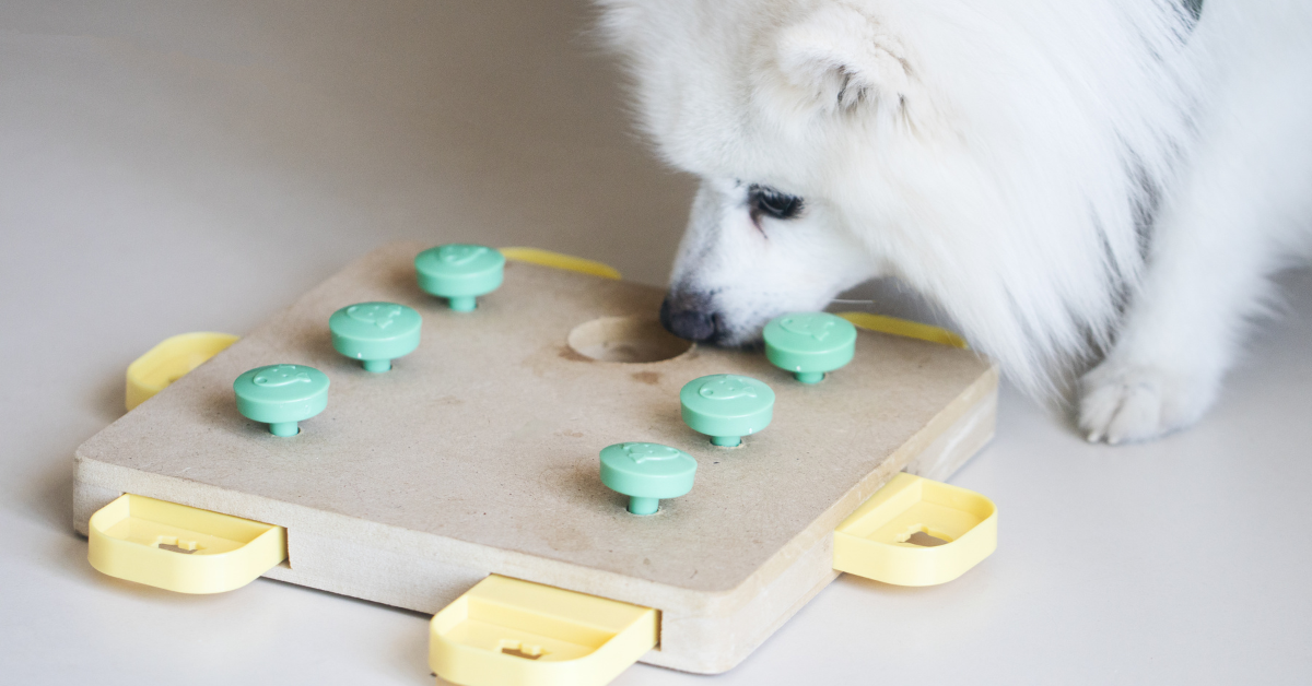 Inside the Canine Mind: Understanding Your Furry Best Friend's Brain ...