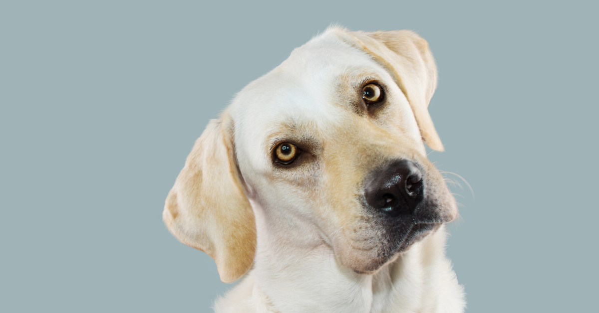 Inside the Canine Mind: Understanding Your Furry Best Friend's Brain ...