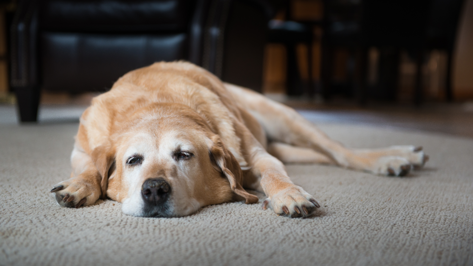 How to Recognize and Treat Dog Depression - ScooperDude Pet Waste Removal