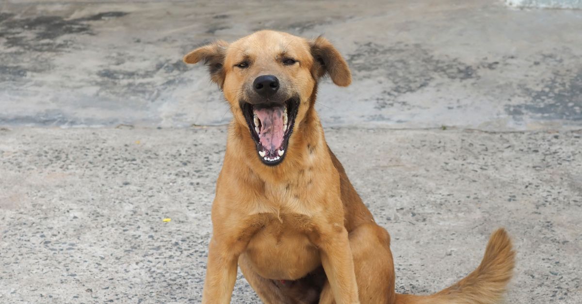 A Day in the Life of Street Dogs: Navigating the Urban Jungle ...